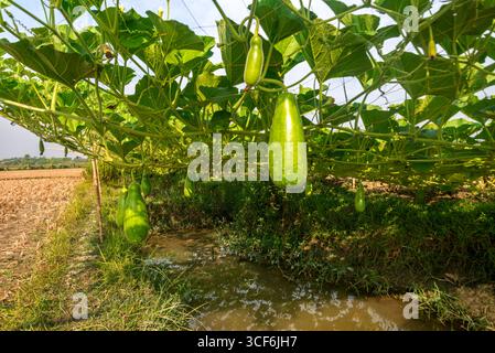 Bottle Gourd vegetable field. Khulna, Bangladesh Stock Photo - Alamy