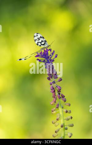 Spoonwing lacewing (Nemoptera sinuata), Rhodope Mountains, Bulgaria ...
