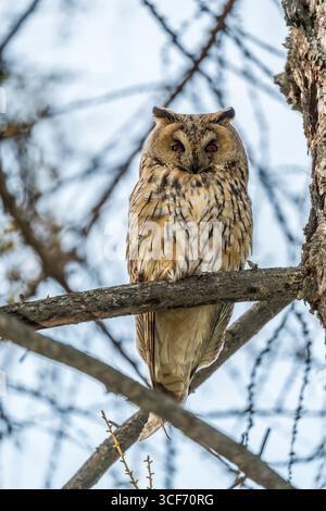 Long-eared owl looking forward with wide opened eyes. Long-eared owl ...