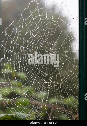 nice spider web in morning dew Stock Photo - Alamy