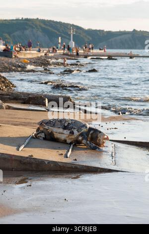 dead turtle by the seaside Stock Photo - Alamy