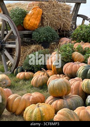 Harvest festival with autumn pumpkins and vegetables. Sale of ...