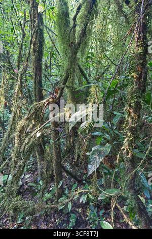 trekking in the Budongo forest, Uganda Stock Photo - Alamy