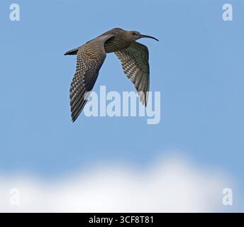 Eurasian Curlew - Großer Brachvogel - Numenius arquatus ssp. orientalis ...