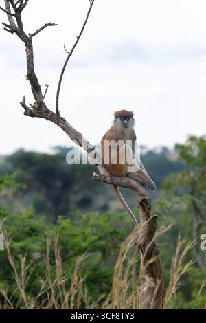 A common patas monkey (Erythrocebus patas) in the zoo Stock Photo - Alamy