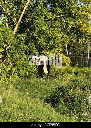 Wild European White Stork standing on green grass. Lake and trees in ...