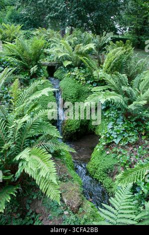 Small stream flowing gently through a bed of long grass growing on a ...