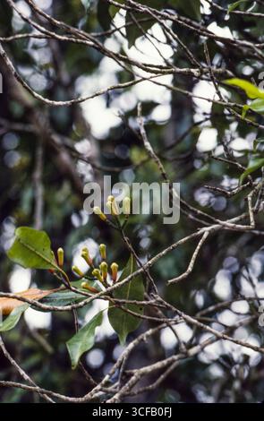Clove tree from a small farm on Zanzibar Island Africa Stock Photo - Alamy