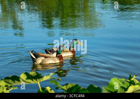 Two ducks in the pond. Two mallards swimming in a pond. Beautiful ...