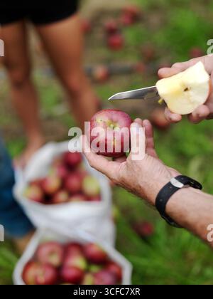 A man pointing at an apple's core, display what a healthy apple looks ...