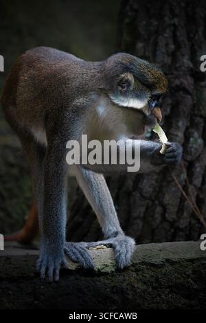 Portrait of the Lesser spot-nosed monkey Stock Photo - Alamy