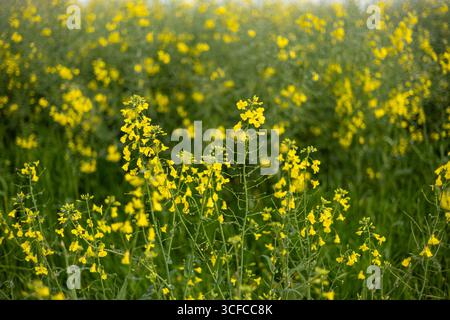 Yellow flowers of oil seed rape or canola crop growing in a field, Eyke ...