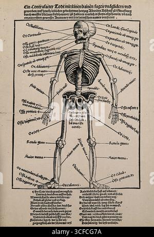 A human skeleton, seen from the front, with labels giving the latin ...