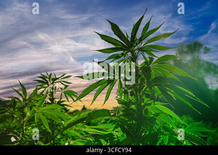 Sunset at Cannabis Field. Hemp Plants for Cbd production Stock Photo ...