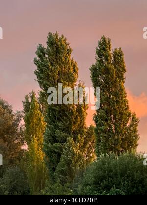 A silhouette of forest trees under a glowing sunset sky Stock Photo - Alamy