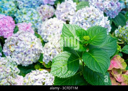 A closeup of a pretty purple bigleaf hydrangea flower in a dark moody ...