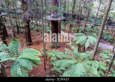 Photograph of the Redwoods Treewalk, an eco-experience in Rotorua, New ...