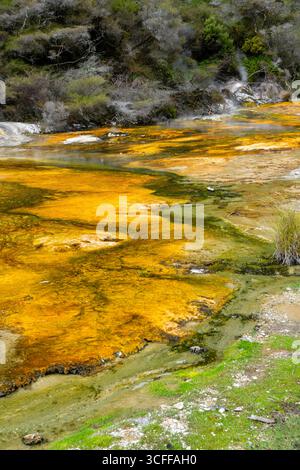 Photograph of Warbrick Terrace at Waimangu Volcanic Valley near Rotorua ...