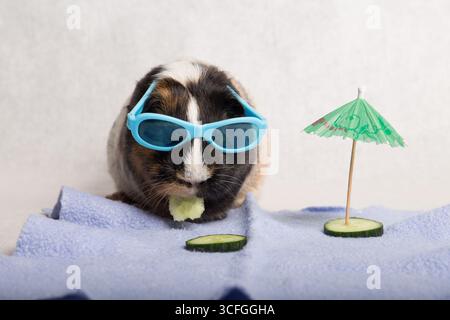 Cute miniature pig animal wearing yellow collar standing in white metal ...