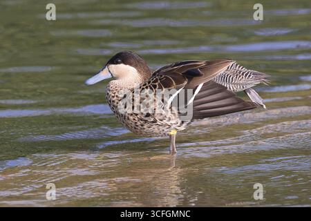 Blue-billed teal (Anas hottentota Stock Photo - Alamy