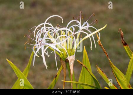 White spider lily (Lycoris radiata) flower isolated on a natural ...