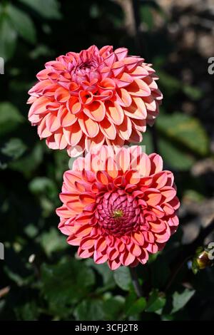 Daisy duke dahlia. Pink dahlia flower Stock Photo - Alamy