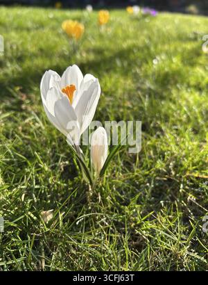 Crocus the first spring messenger Stock Photo - Alamy