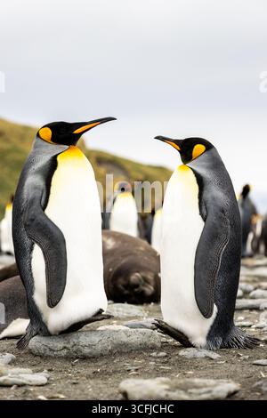Gold Harbour, South Georgia - outstanding wild nature of the South ...
