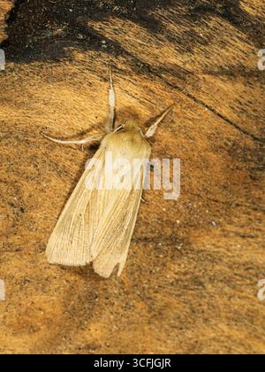 Common Wainscot (Mythimna pallens Stock Photo - Alamy