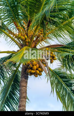 Coconut palm tree canopy in early morning light on Miami Beach, Florida ...