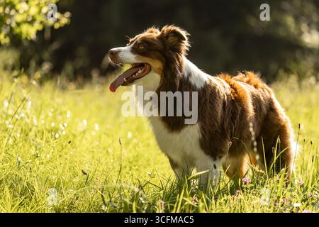 Australian Shepherd in summer Stock Photo - Alamy