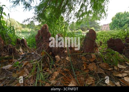Root projections or nodules, known as knees or Pneumatophores of swamp ...