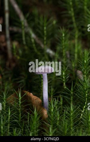 Laccaria amethystina cap Stock Photo - Alamy