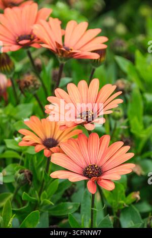Osteospermum or Orange African Daisy flowers, close-up at shallow depth ...