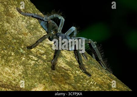 Sulawesi Black Tarantula - Lampropelma carpenteri is a huge spider ...