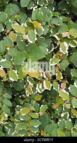 Fresh foliage of variegated ficus Stock Photo - Alamy