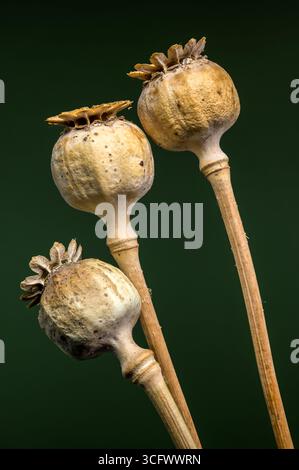 Dried poppy pods, a common sight in gardens, captured in sharp detail ...