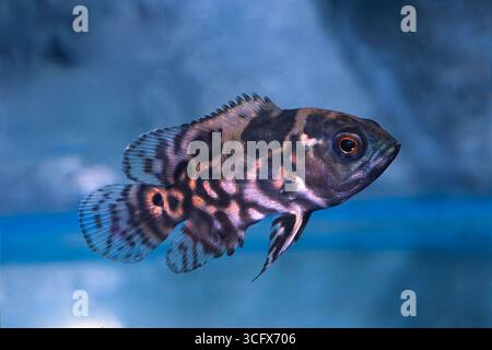 Aquarium fish. Cichlid astronotus, or Oscar. Freshwater fish ...