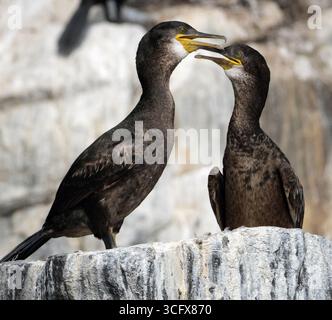 Phalacrocoracidae is a family of approximately 40 species of aquatic ...