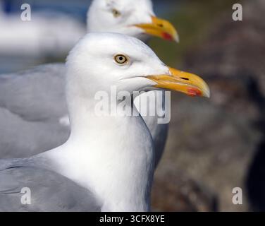 The European herring gull or simply herring gull is a large gull, up to ...