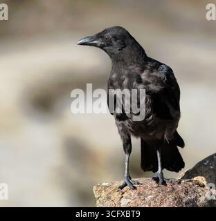 A crow is a bird of the genus Corvus, or more broadly a synonym for all ...
