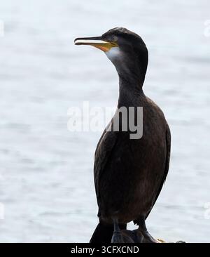 Phalacrocoracidae is a family of approximately 40 species of aquatic ...
