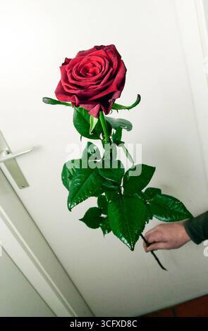 symbol of love and partnership, feeling of strong attraction and ...