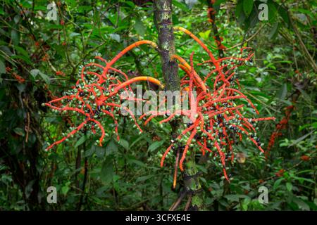 Close up of a tepejilote palm (chamaedorea tepejilote), Pacaya, in the ...