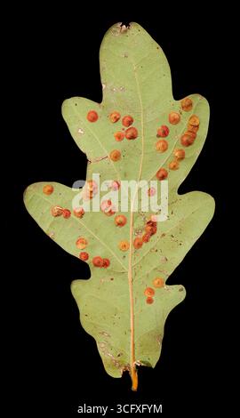 Common Oak spangle, gall wasp, Neuroterus quercusbaccarum Stock Photo ...