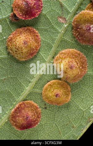 Common Spangle Gall Wasp (Neuroterus quercusbaccarum Stock Photo - Alamy