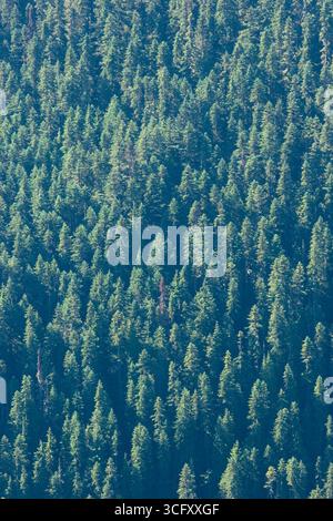 A vertical of Mount Rainer National Park in Washington Stock Photo - Alamy