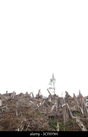 OREGON, USA - Clearcut logging in Mount Hood National Forest, east of ...