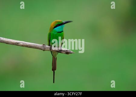 Asian green bee-eater, Merops orientalis Stock Photo - Alamy