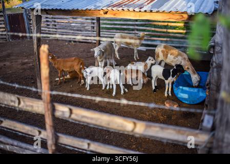 Cattle on a farm in Tatacoa Desert, Colombia Stock Photo - Alamy
